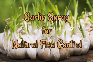 Garlic Spray for Natural Flea Treatment | SoCal Raw Fed Dogs