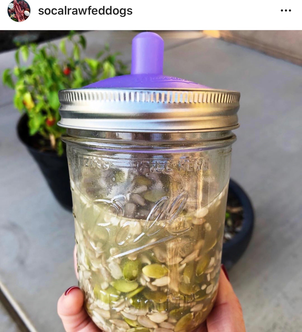 Fermented Raw Seeds for Dogs - SoCal Raw Fed Dogs
